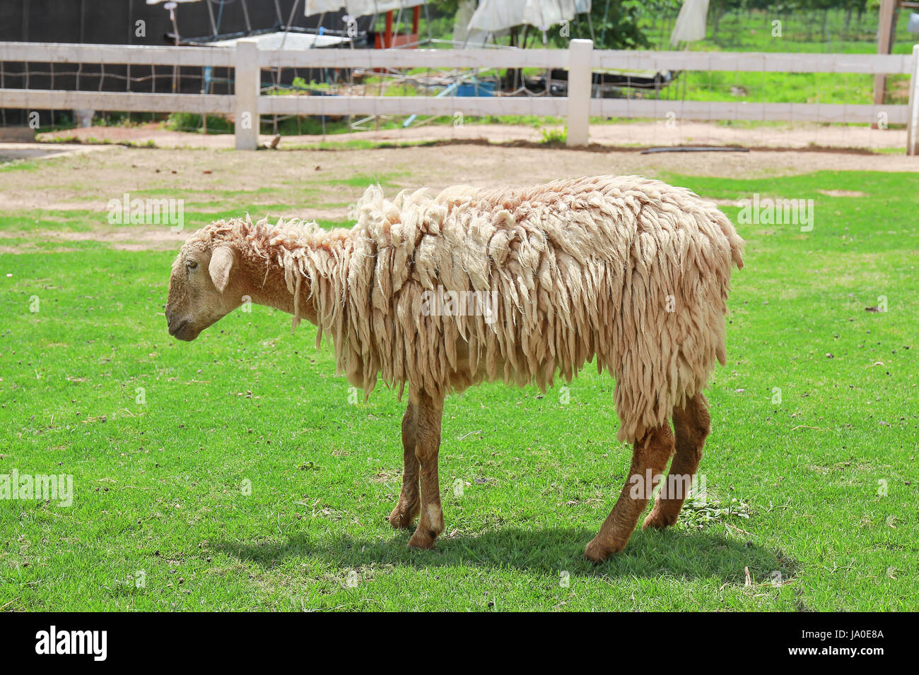 Sheep at farm field in countryside of thailand Stock Photo - Alamy