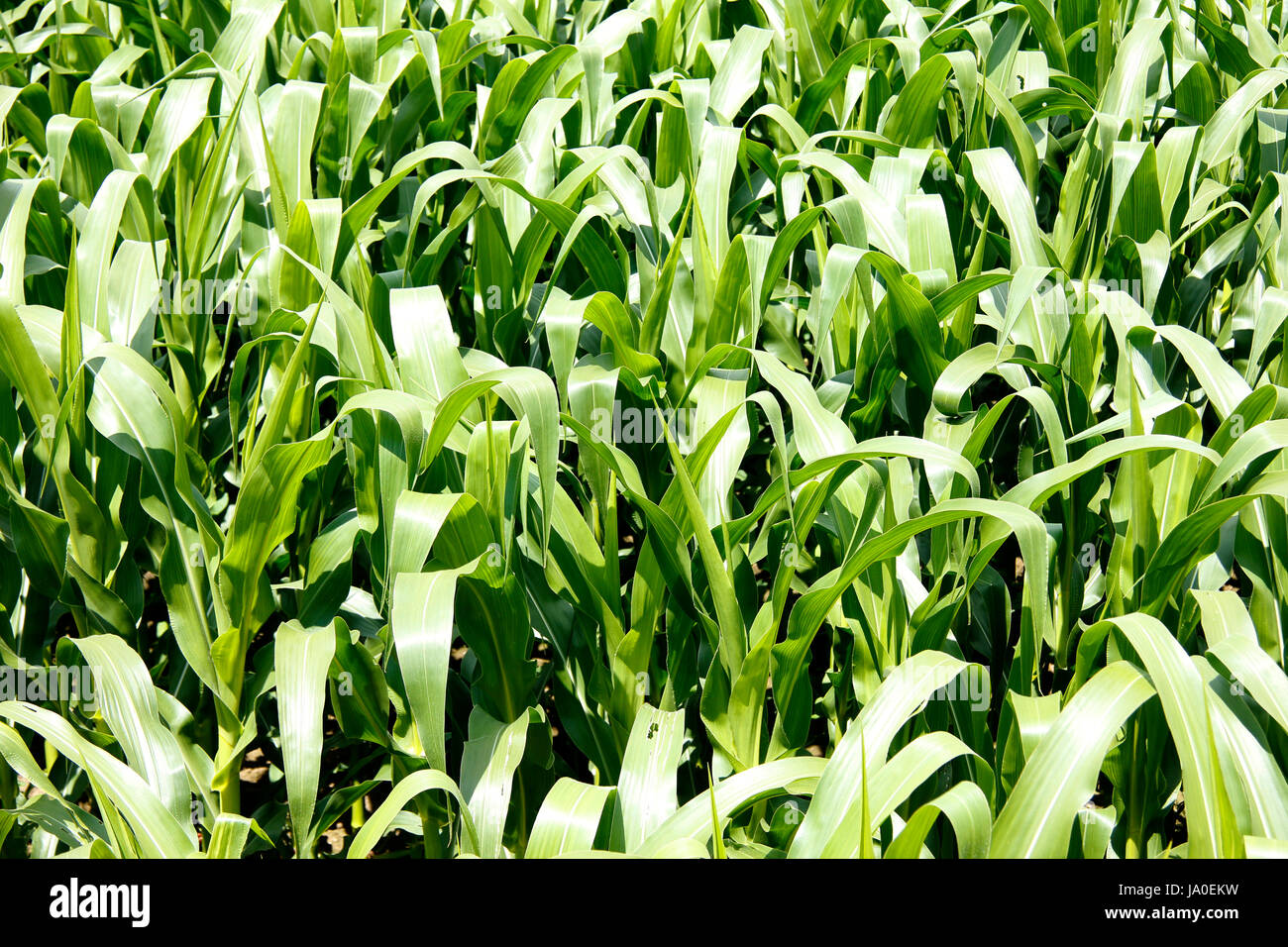 maize plants as a background Stock Photo - Alamy