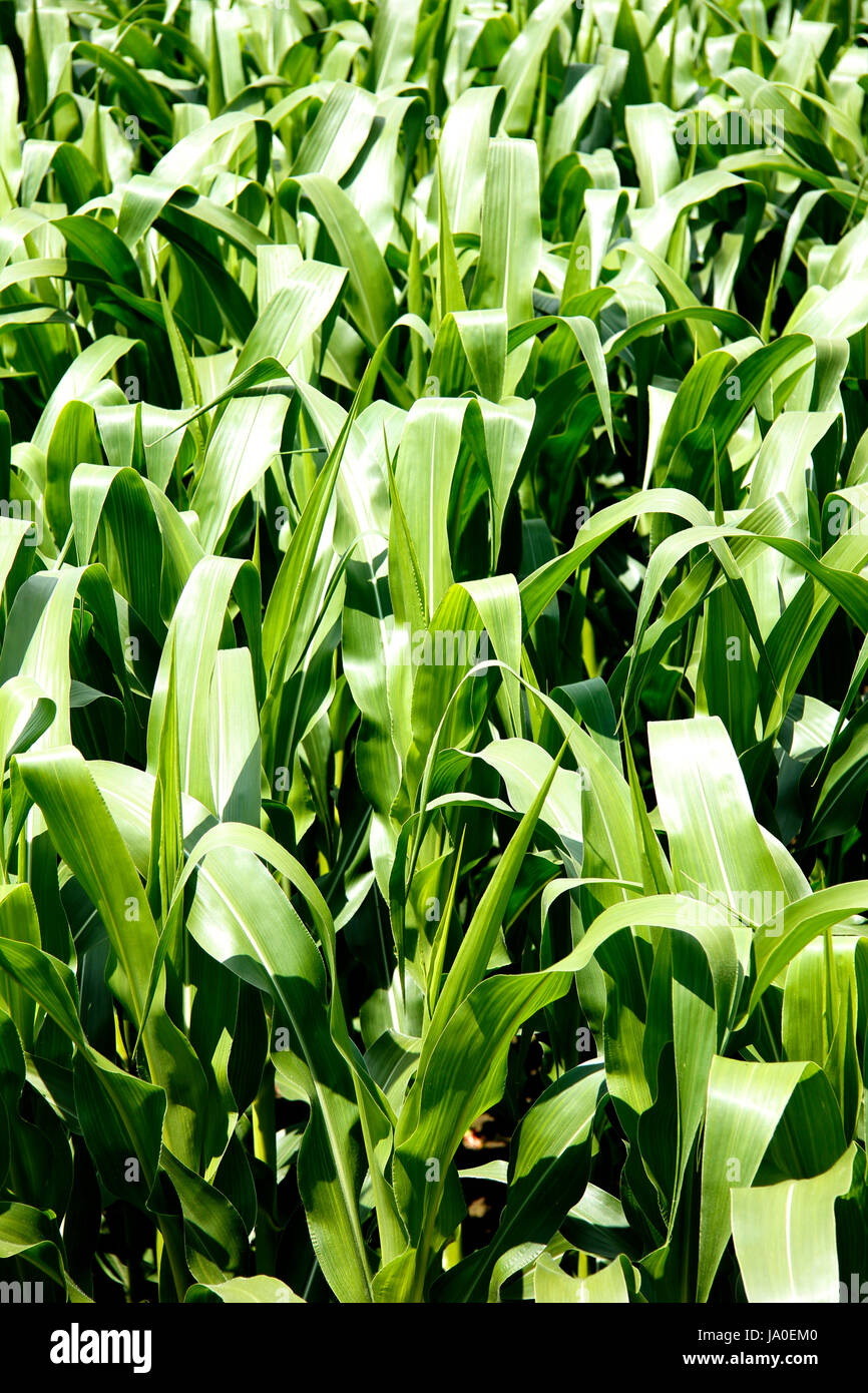 maize plants as a background Stock Photo - Alamy