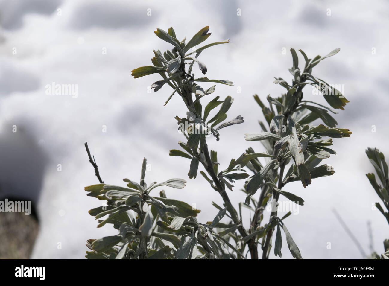 Sage bush hi-res stock photography and images - Alamy