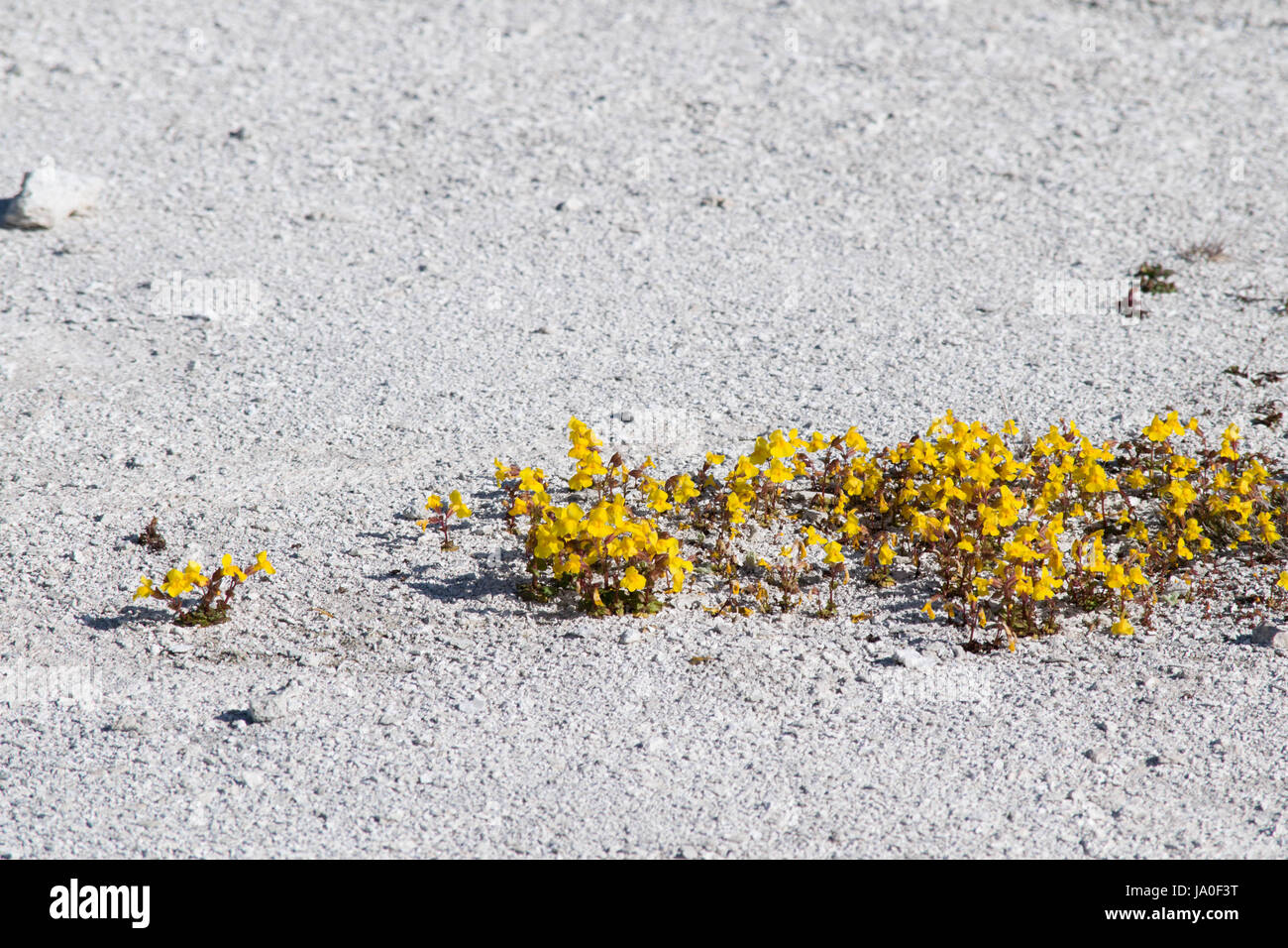 Yellow flowers near a hot spring at Yellowstone National Park Stock ...