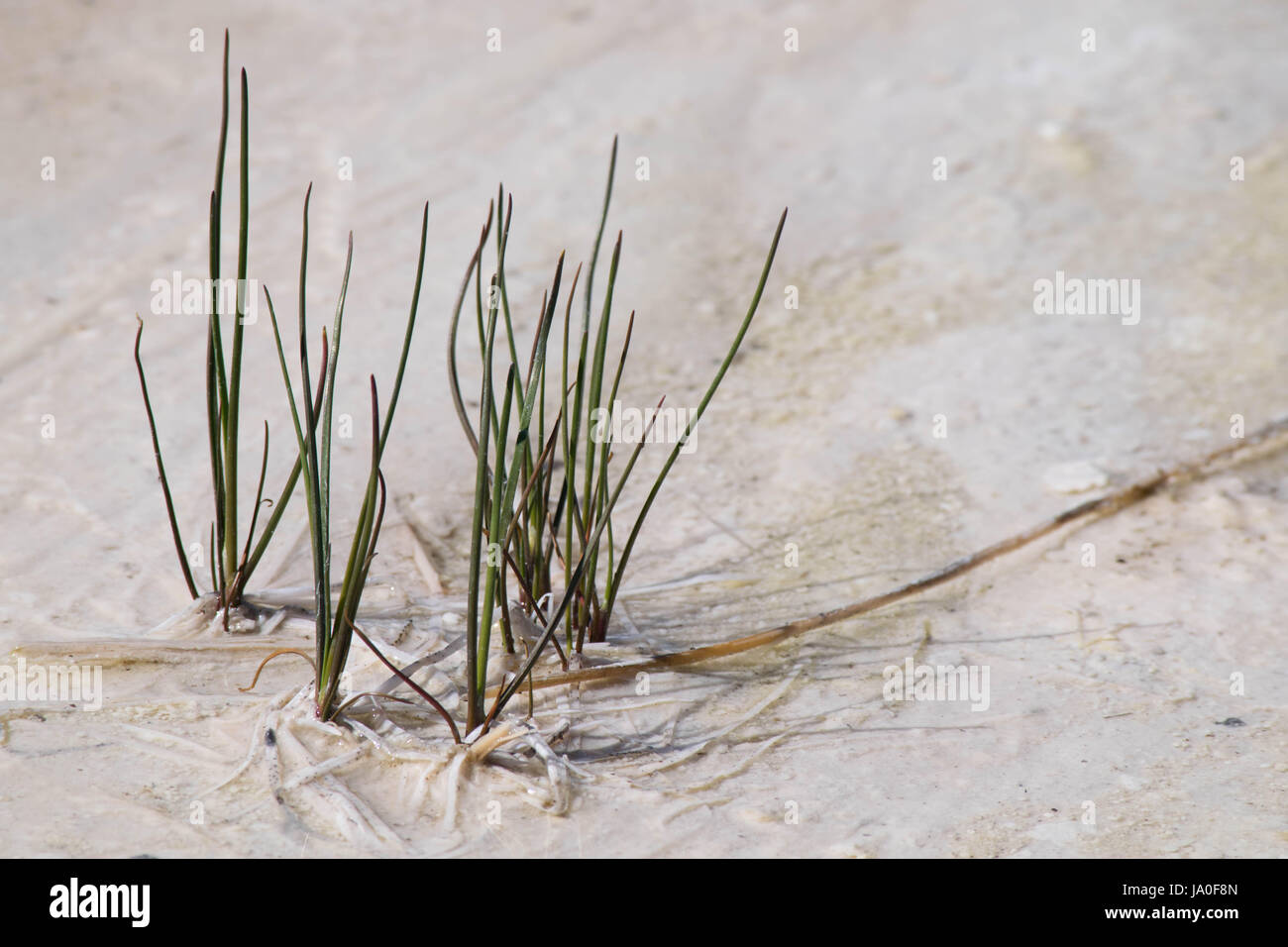 Grass growing in the sand Stock Photo - Alamy