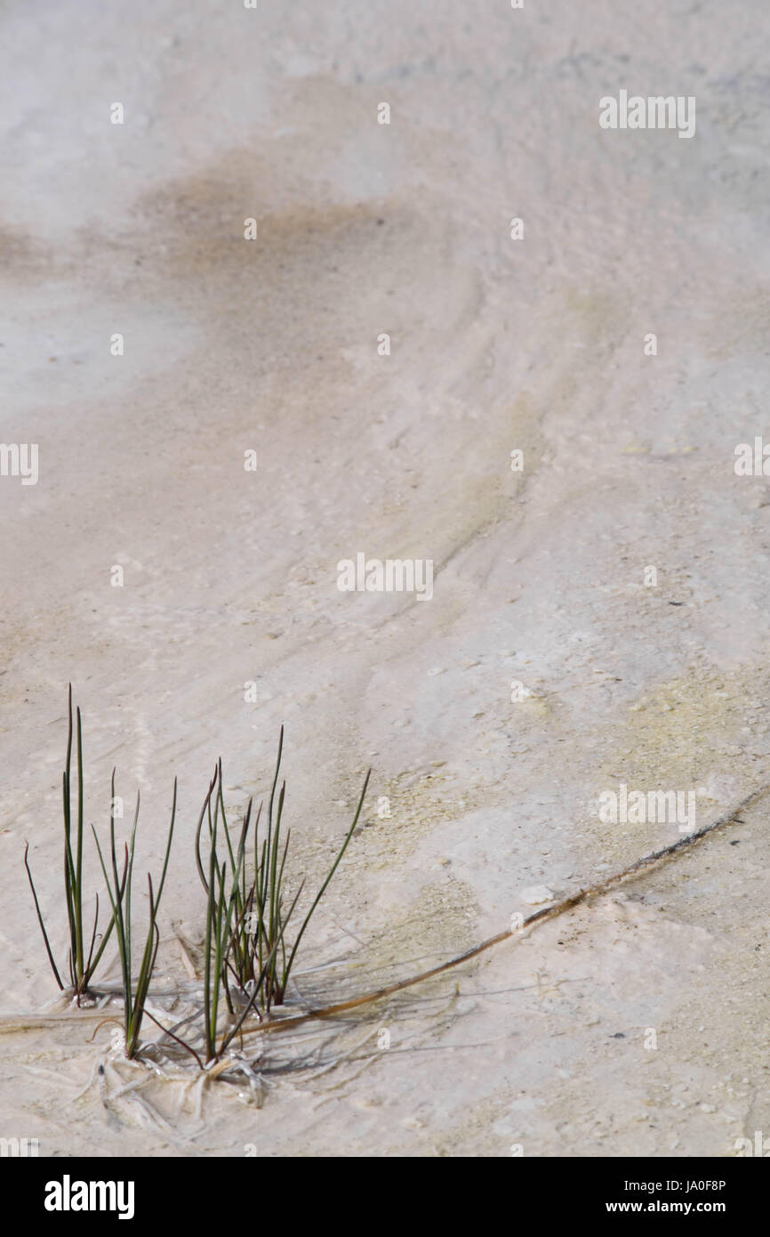 Grass growing in the sand Stock Photo - Alamy