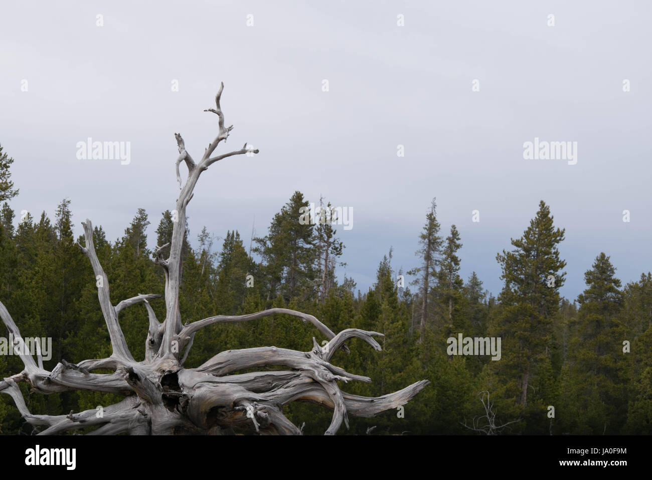 Dead Tree Branches Stock Photo - Alamy