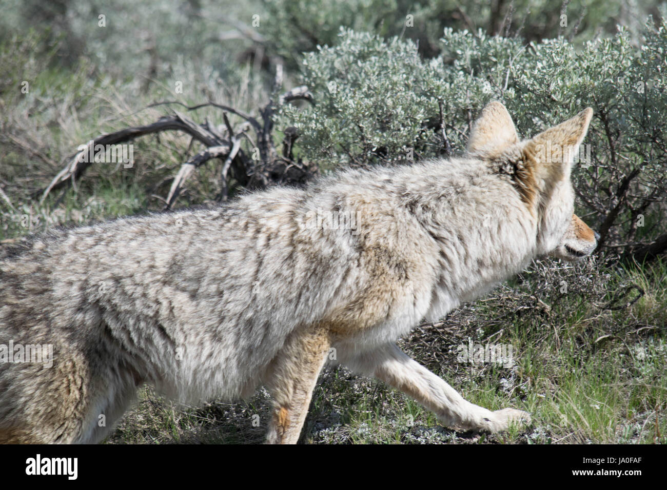 Wild coyote roaming Yellowstone National Park Stock Photo - Alamy