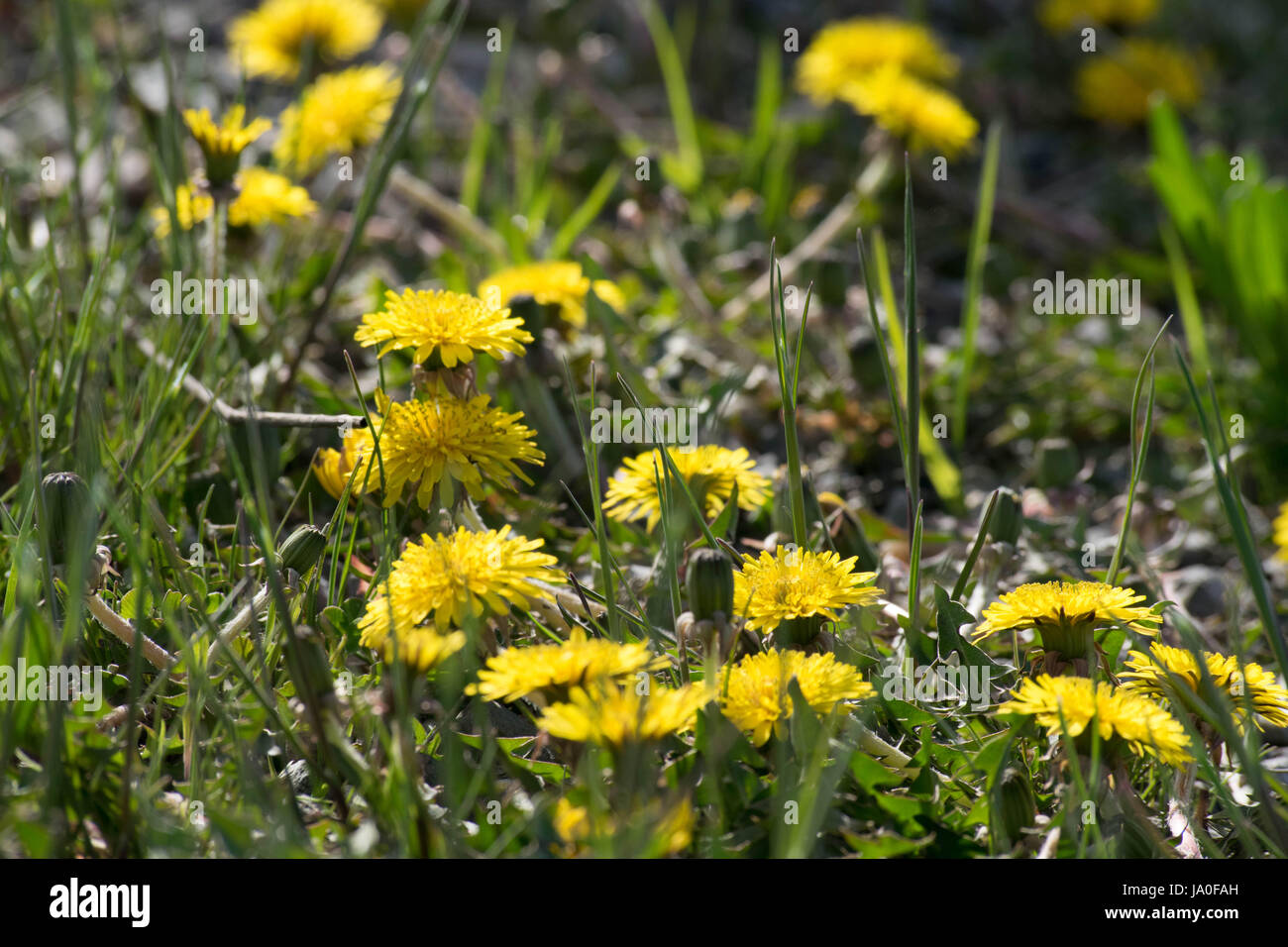 Dandelion Cluster in the Spring Stock Photo - Alamy