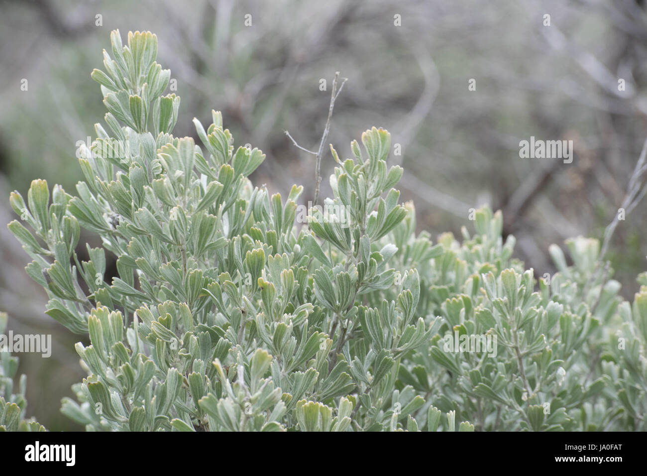 Sage Bush High Resolution Stock Photography and Images - Alamy