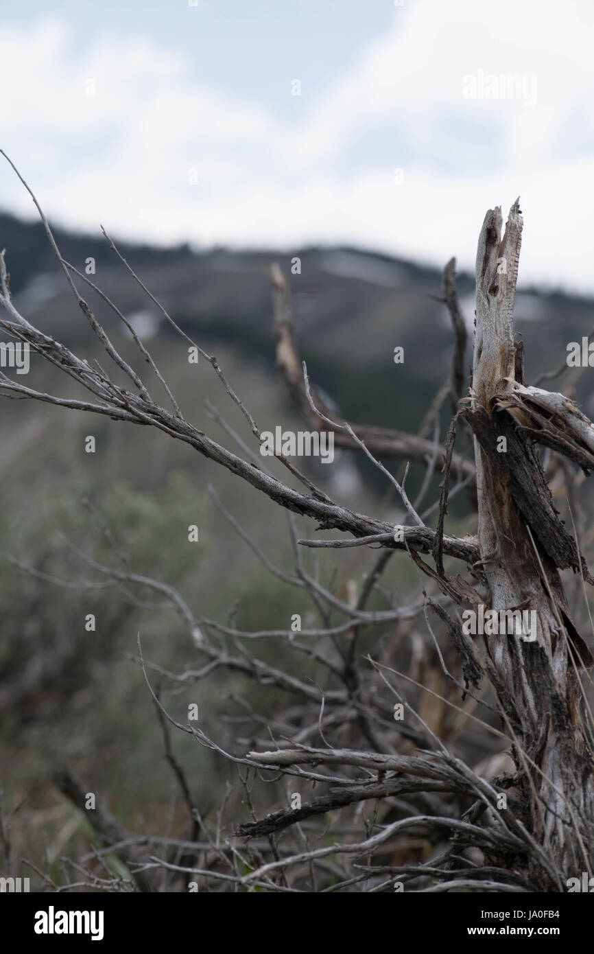 Dead Tree Branches Stock Photo - Alamy