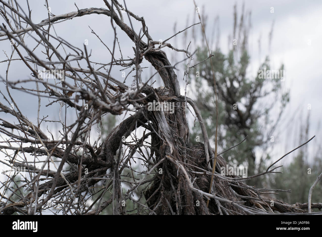 Dead branches hi-res stock photography and images - Alamy