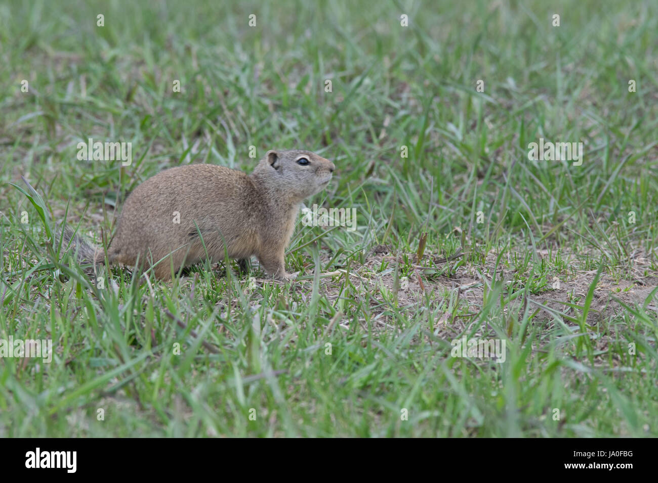 Prairie Dog in the grass Stock Photo - Alamy