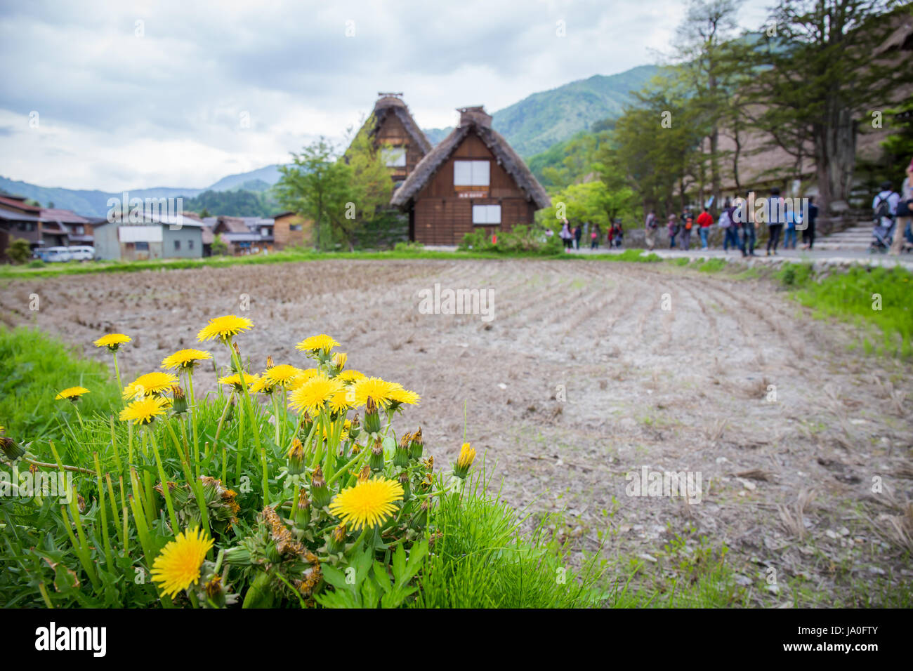 Yellow flowers at Historical Japanese Village with tourist background ...
