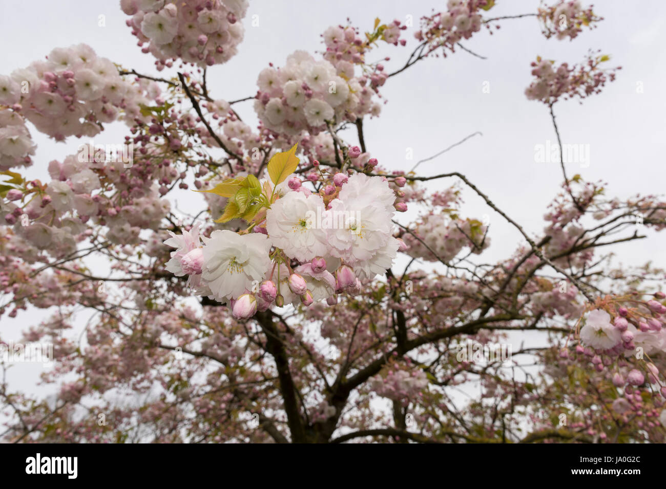 Cherry prunus in bloom in Netherlands Stock Photo - Alamy
