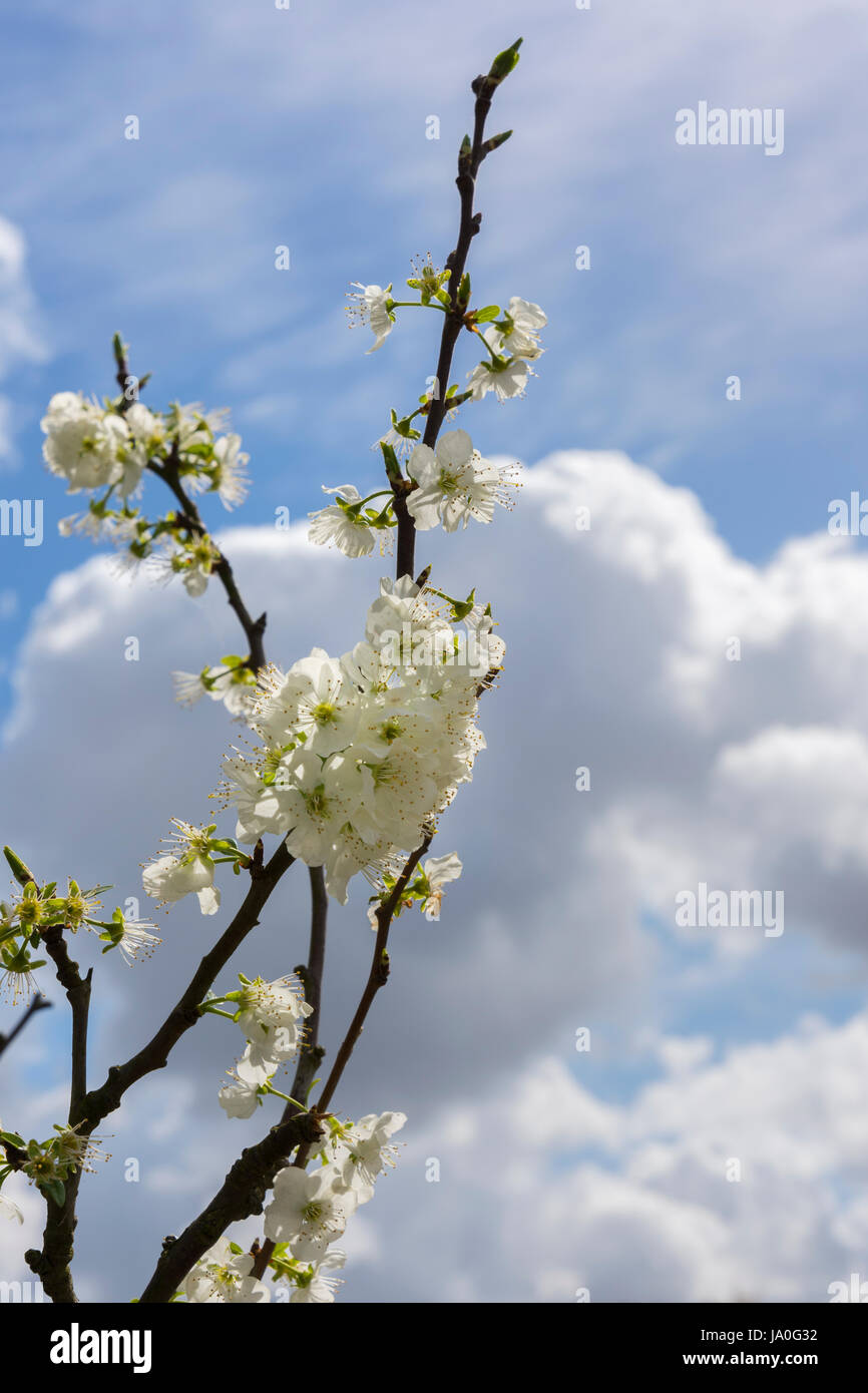 Cherry prunus in bloom in Netherlands Stock Photo - Alamy