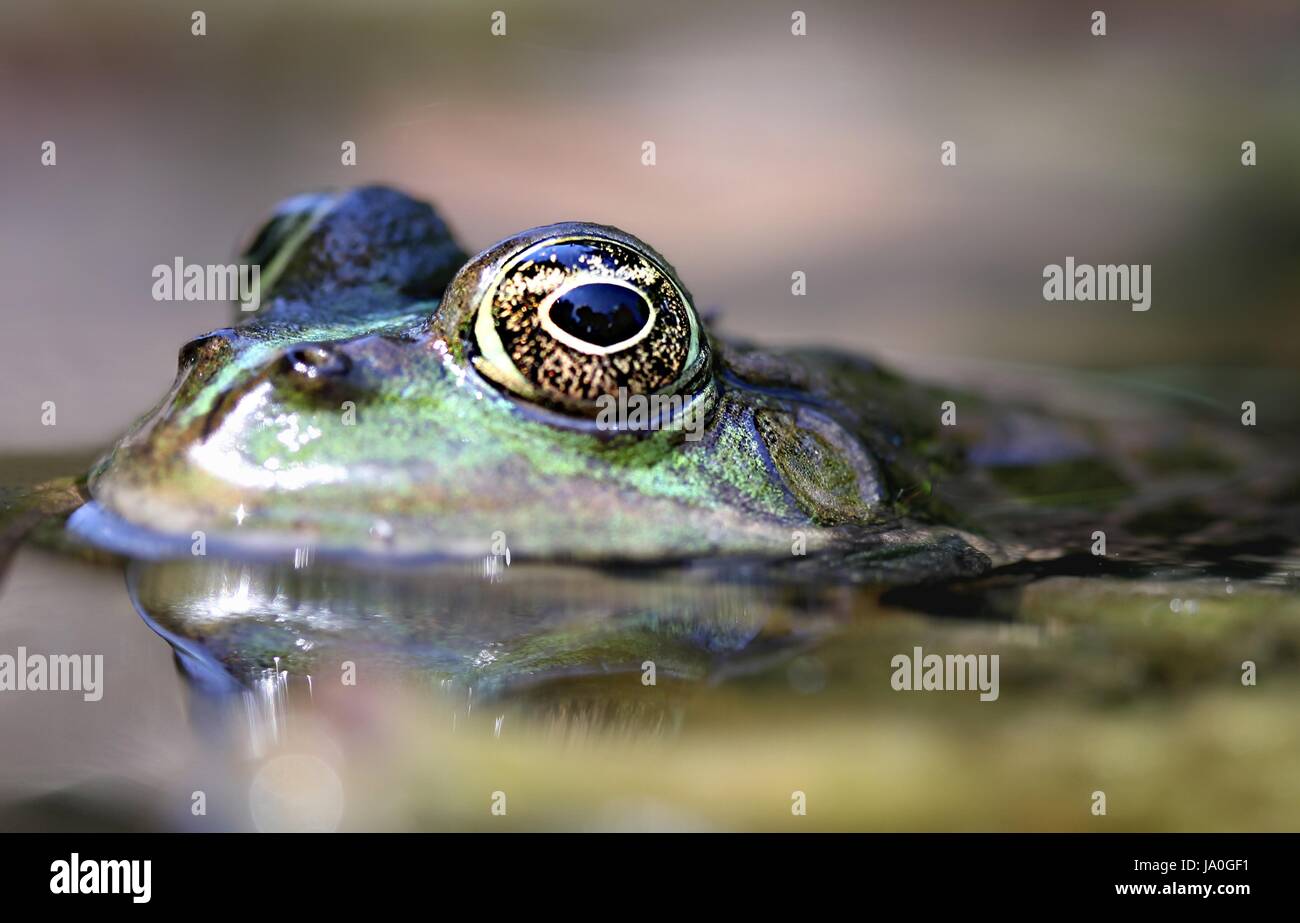 Eye level view of frog hi-res stock photography and images - Alamy