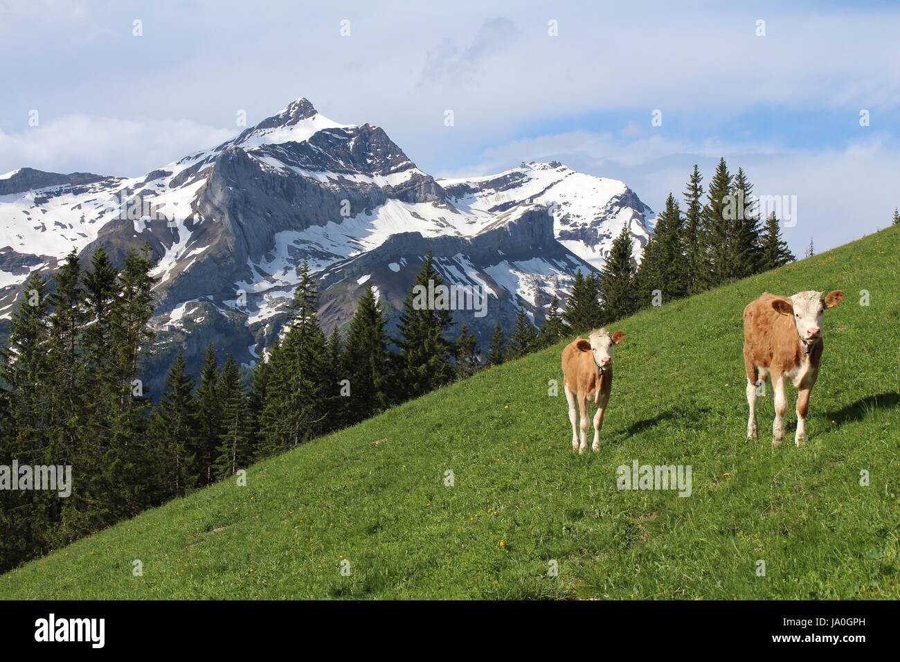 tree, trees, animal, animals, agriculture, farming, alps, summer ...