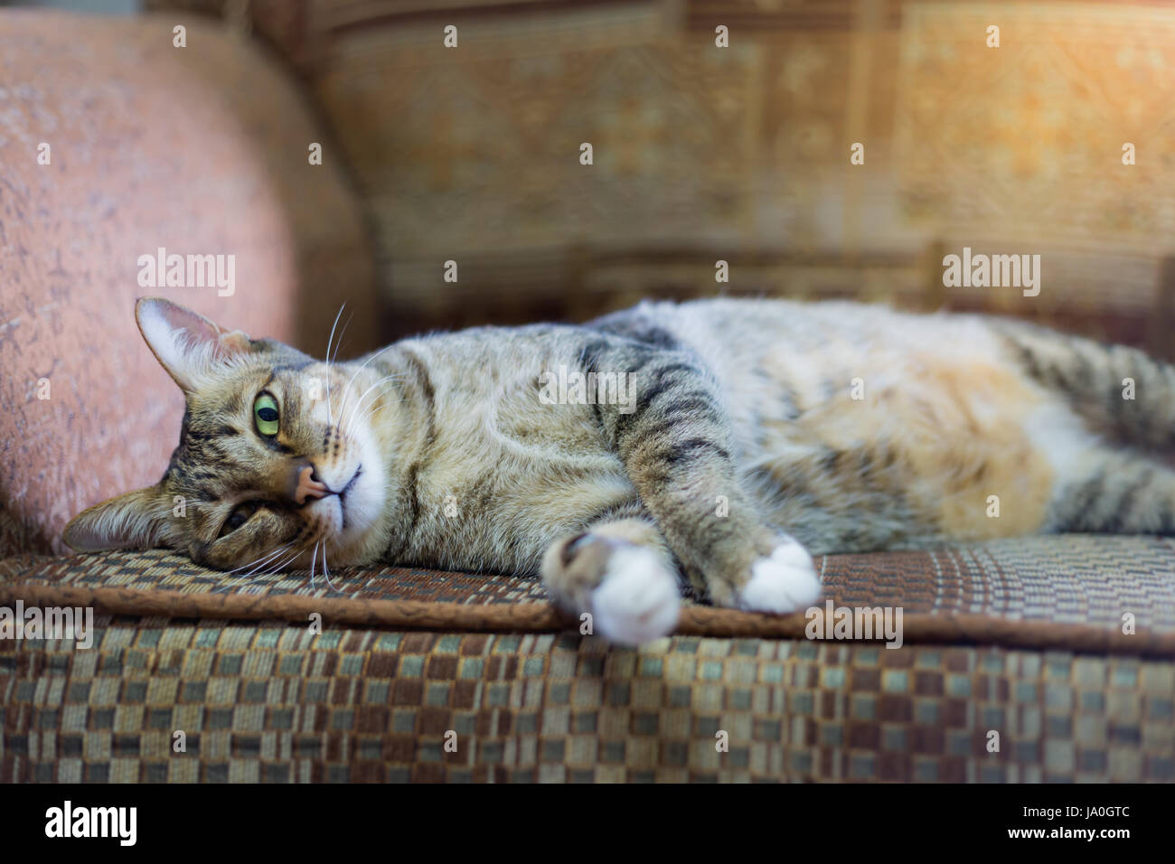 brown eyed cat on vintage sofa in warm tone. select focus Stock Photo ...
