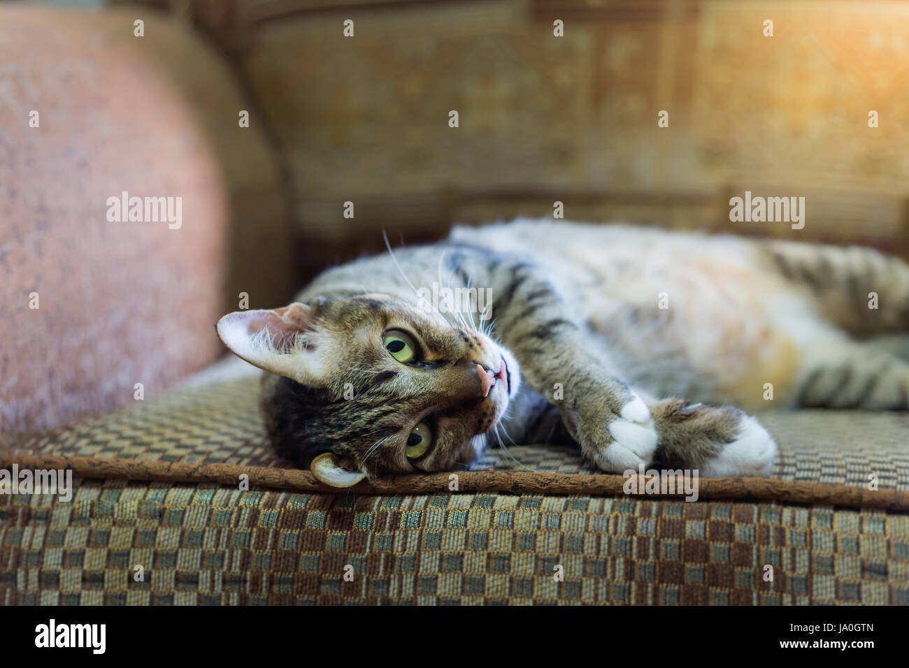 brown eyed cat on vintage sofa in warm tone. select focus Stock Photo ...
