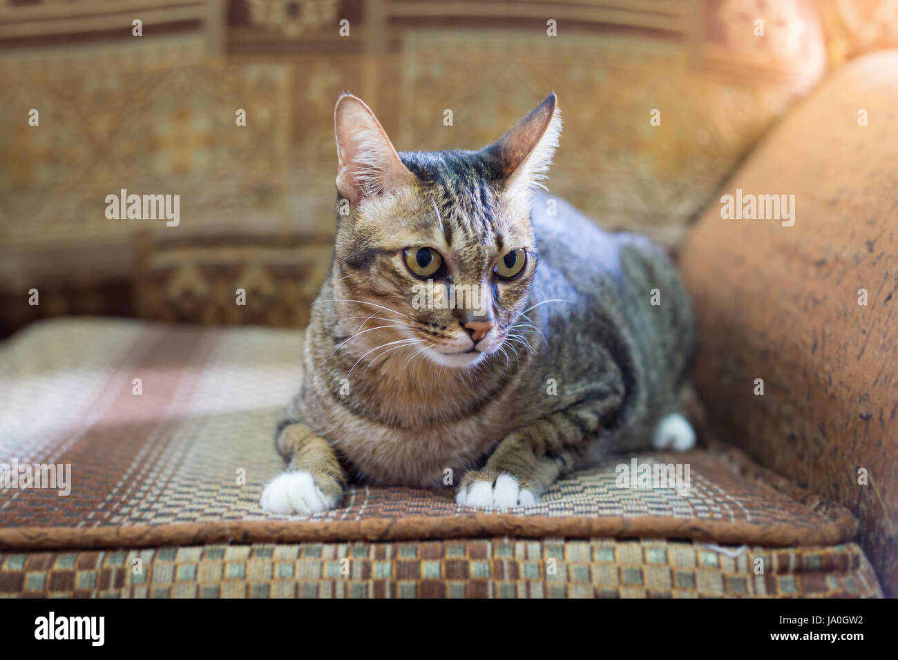 brown eyed cat on vintage sofa in warm tone. select focus Stock Photo ...