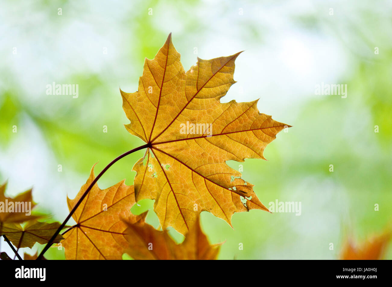 maple leaves in spring Stock Photo - Alamy