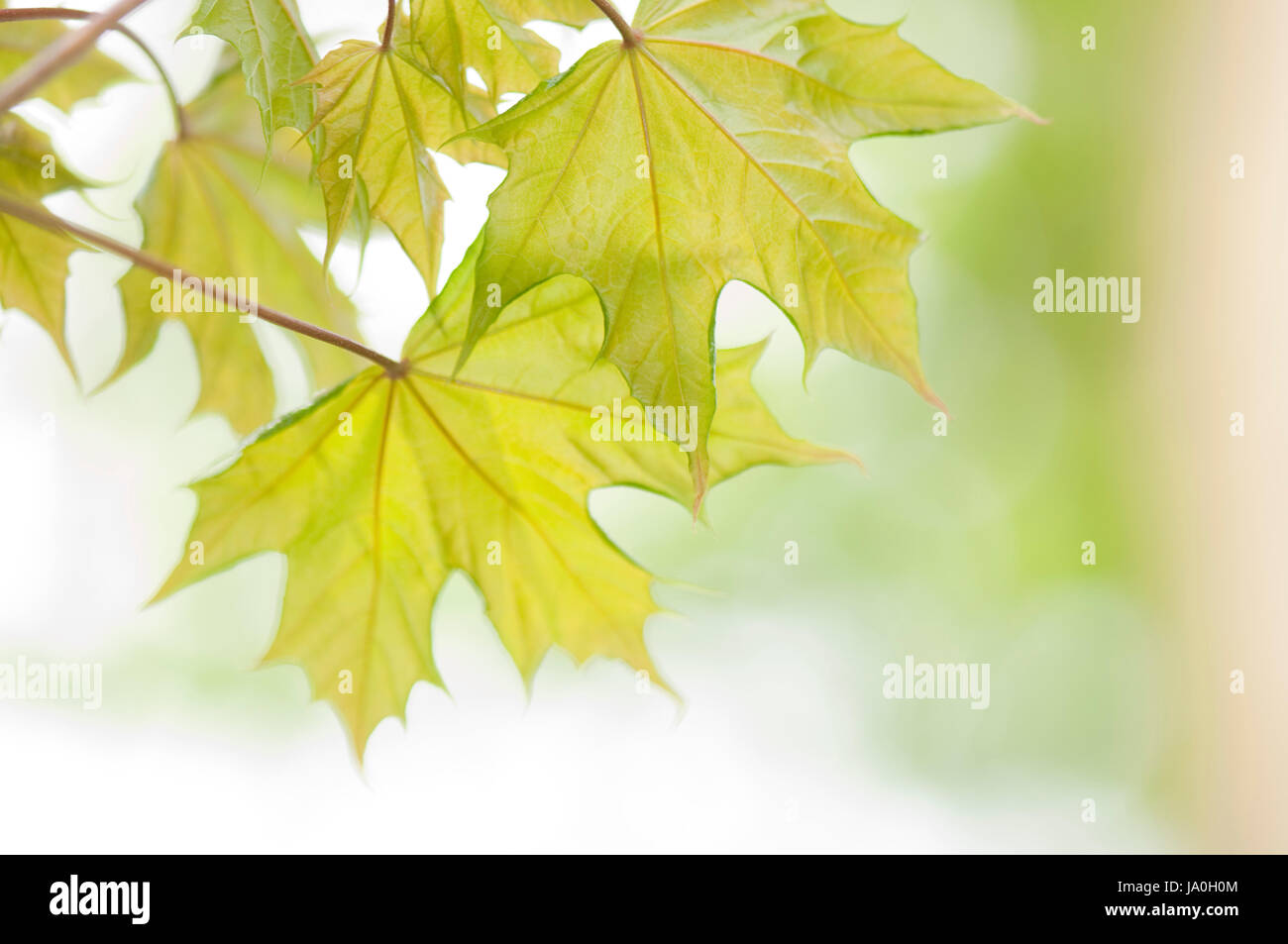 maple leaves in spring Stock Photo - Alamy