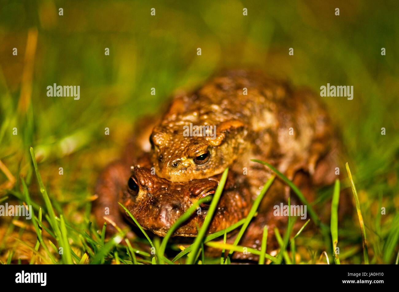 common toad in the grass Stock Photo - Alamy
