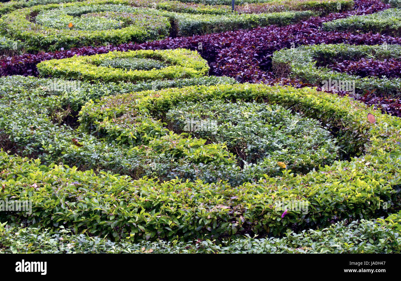 garden, outdoor, hedge, pattern, backdrop, background, nature, texture ...