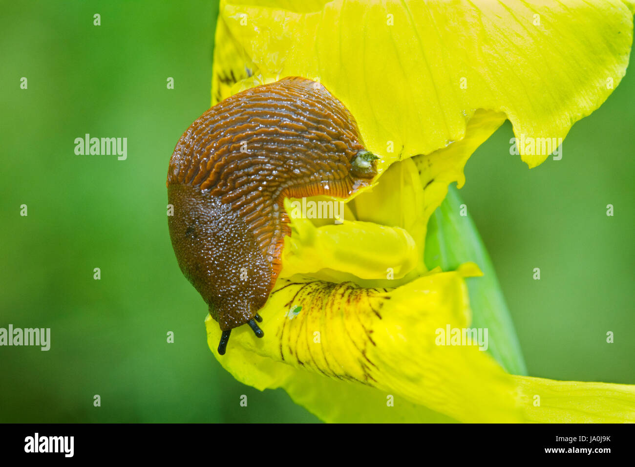 Slug pest damage garden hi-res stock photography and images - Alamy