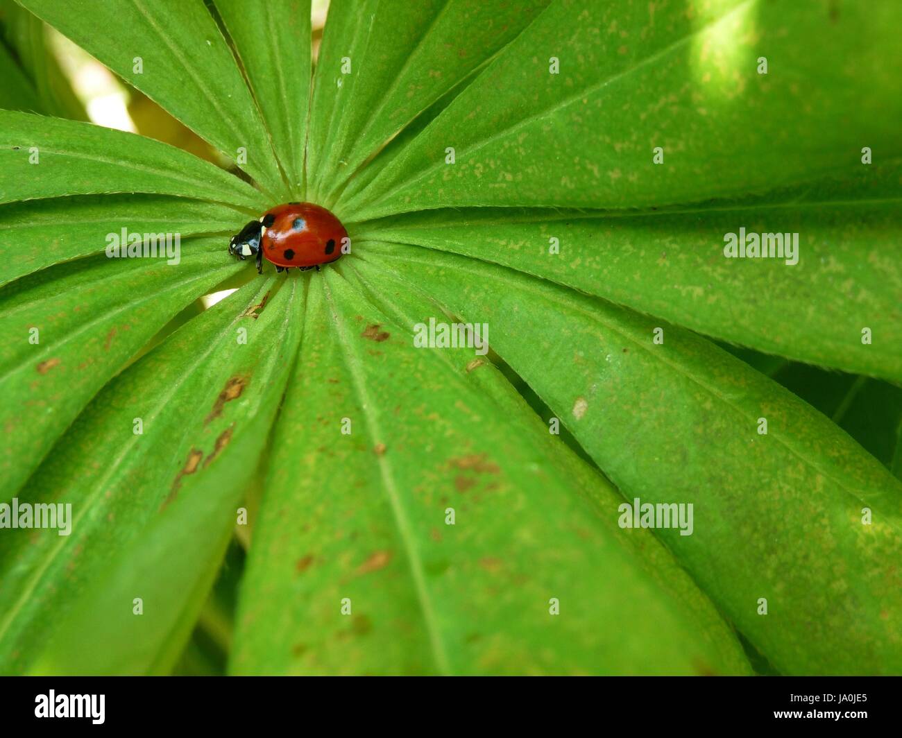 ladybug on leaf Stock Photo - Alamy