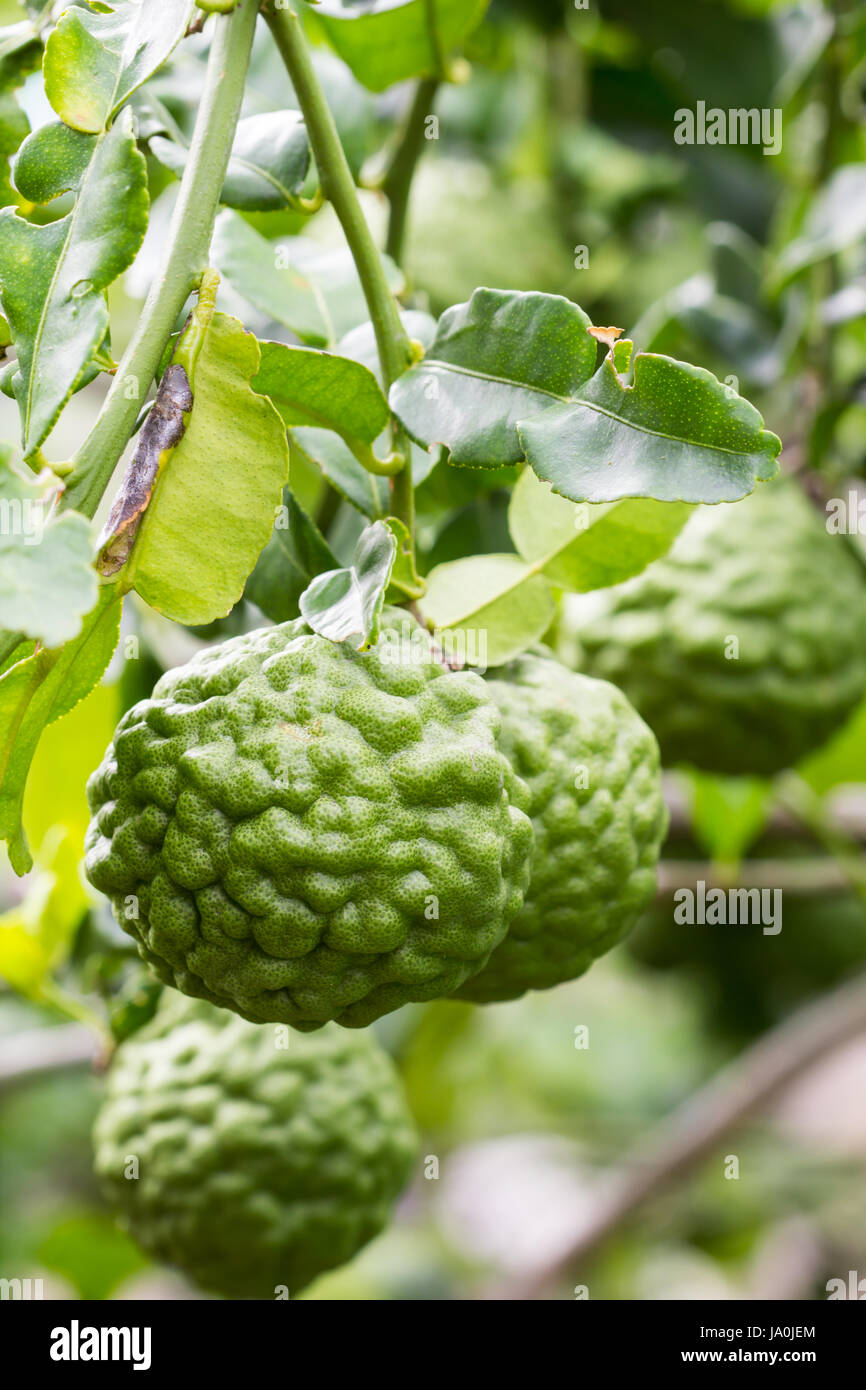 fruit, vegetable, herb, shampoo, ingredient, bergamot, fresh, food ...