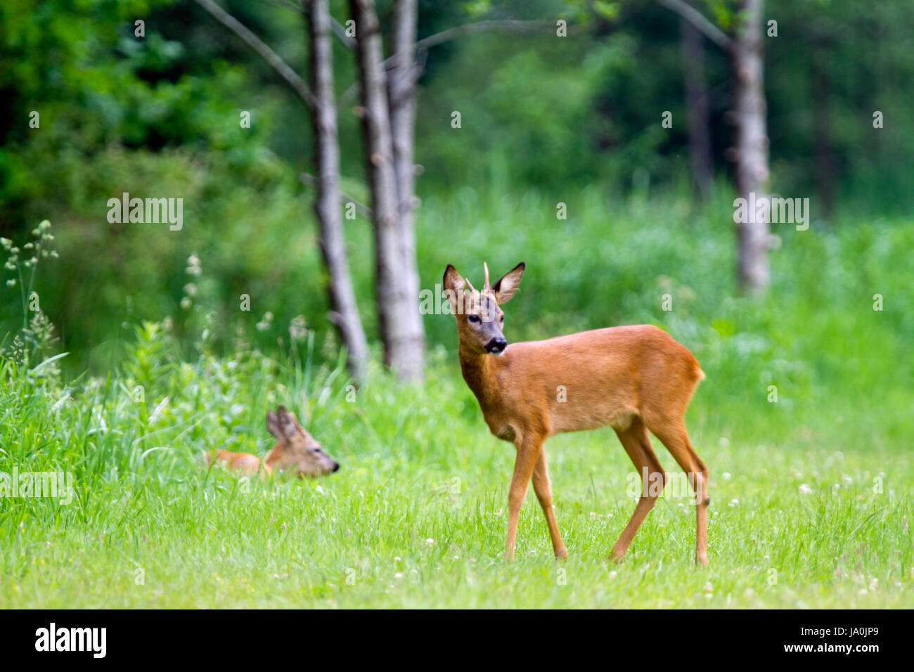 Two young Roe deer bucks, one of them sleeping Stock Photo - Alamy