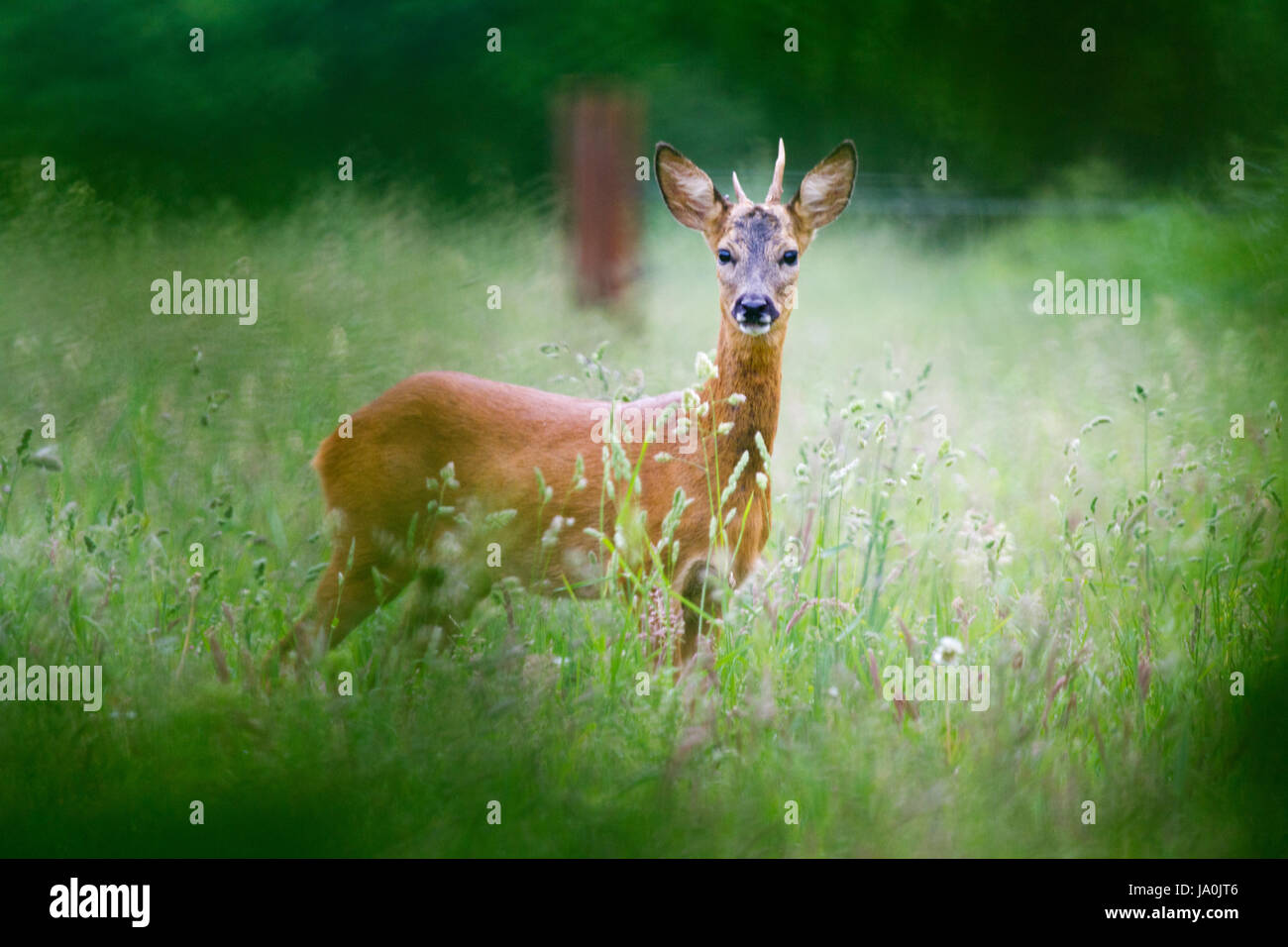 Young roe deer hi-res stock photography and images - Alamy