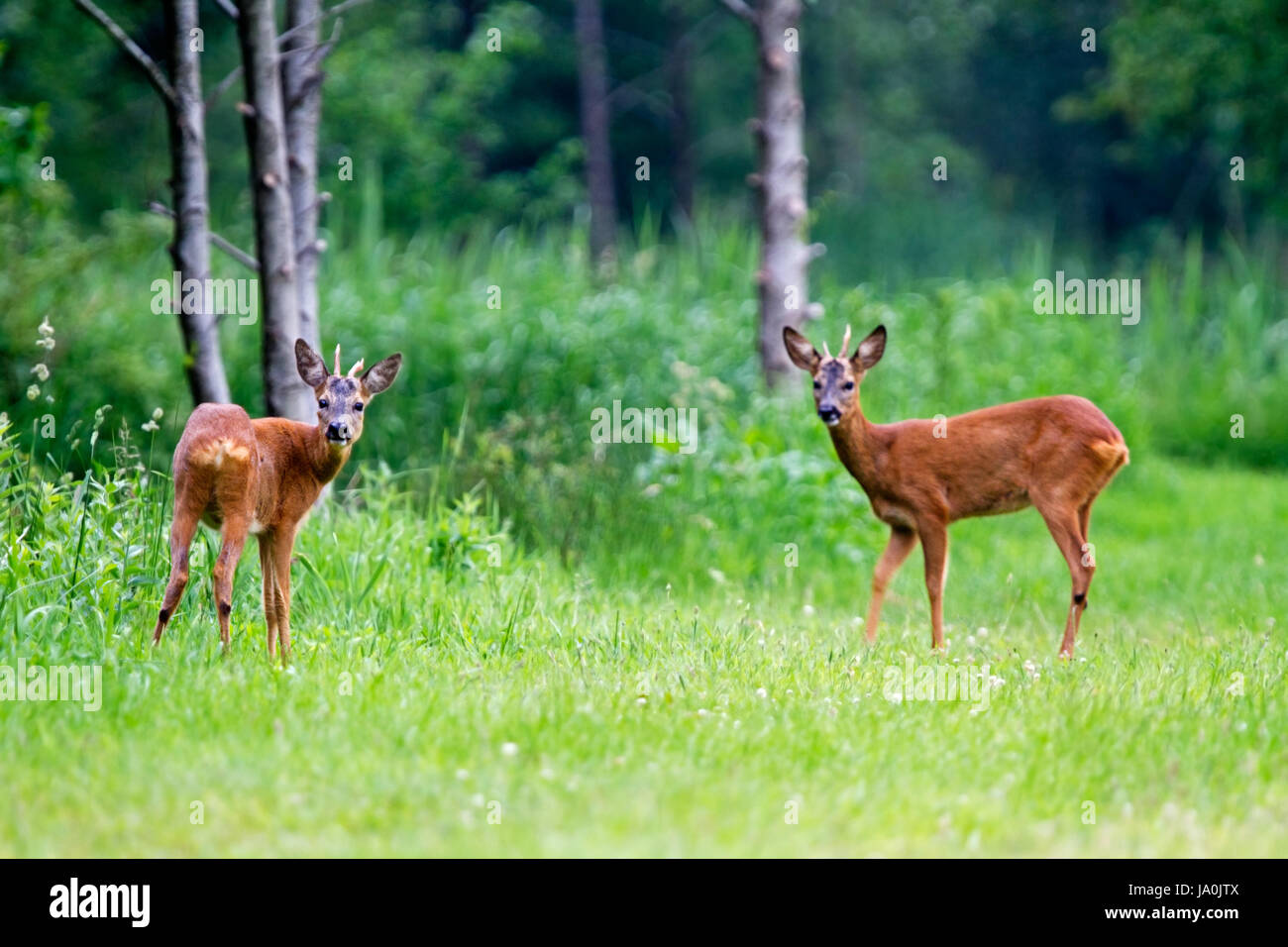 Two young Roe deer bucks Stock Photo - Alamy