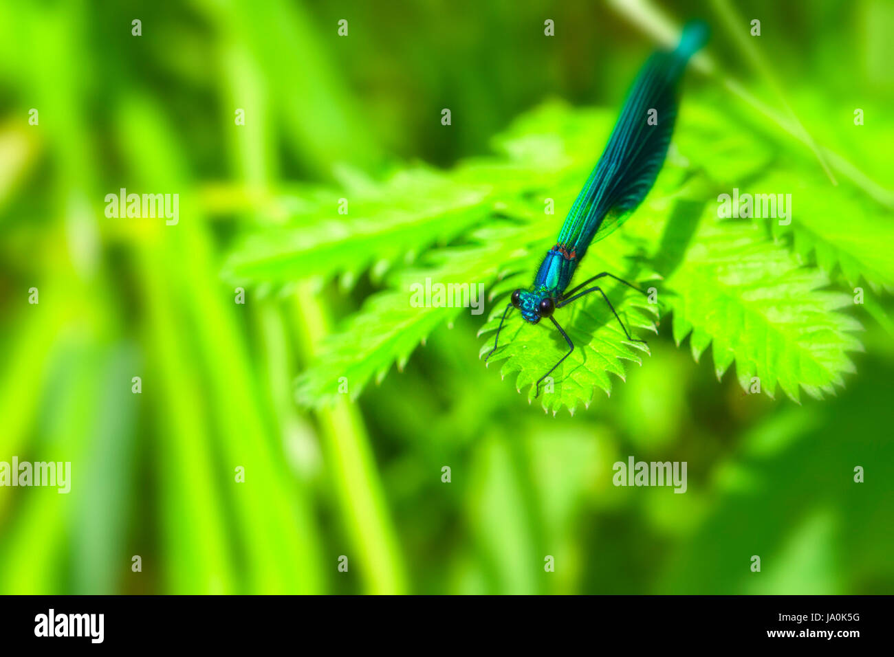 macro, close-up, macro admission, close up view, closeup, insect ...