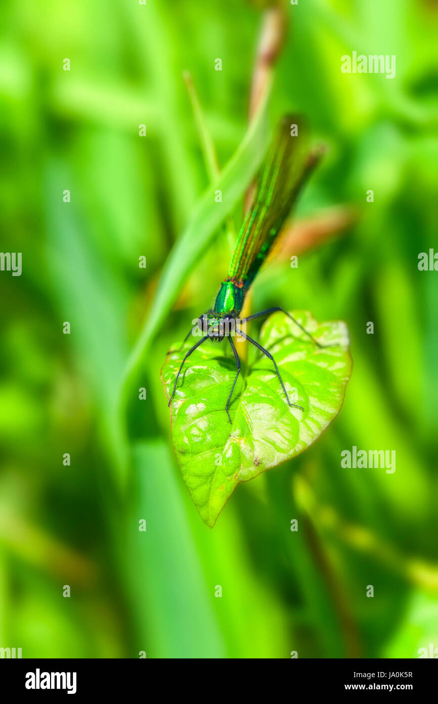 macro, close-up, macro admission, close up view, closeup, insect ...