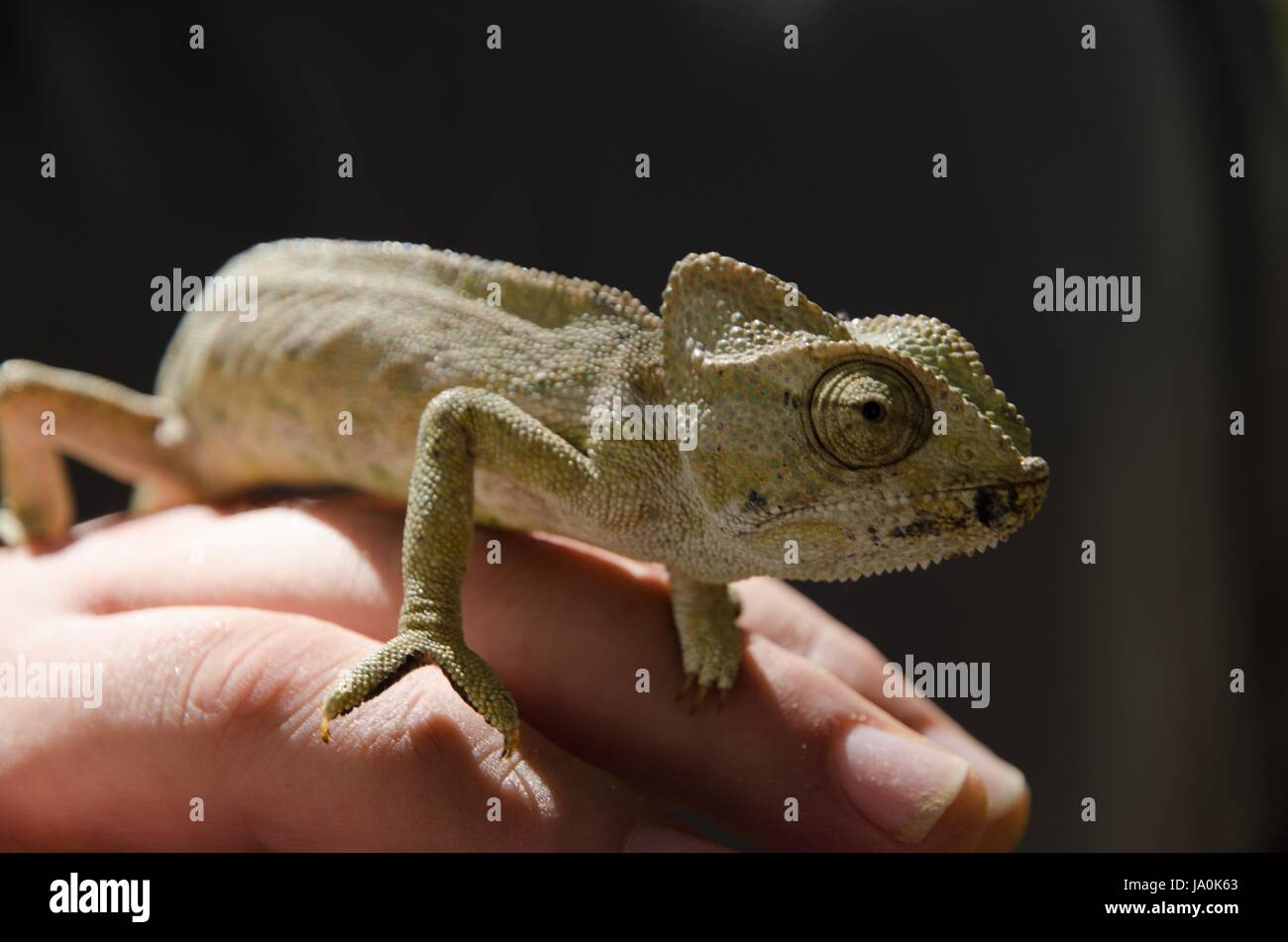 Rounded Horns High Resolution Stock Photography and Images - Alamy