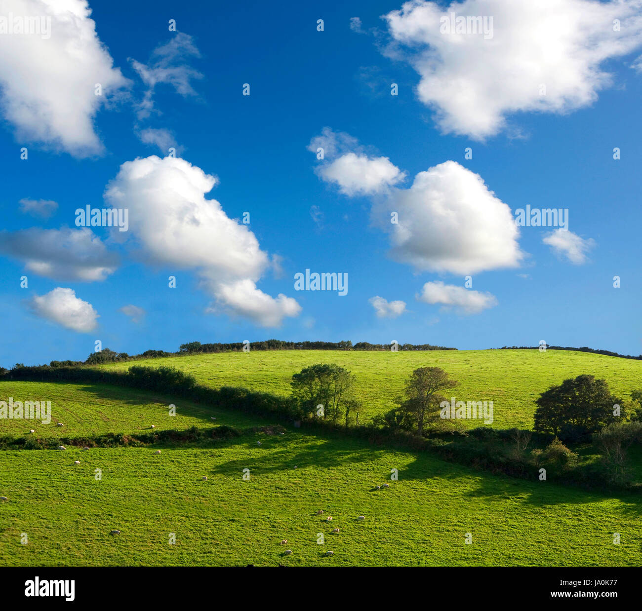 polling countryside fields with deep blue sky and fluffy white clouds ...