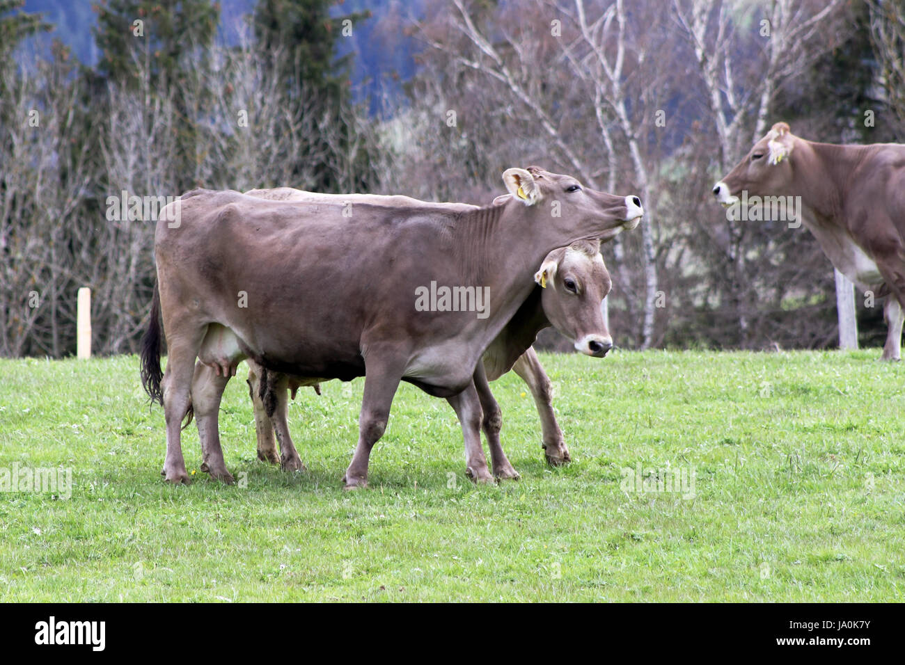 fight, fighting, argue, cow, cows, milkers, strength, force, quarreling ...