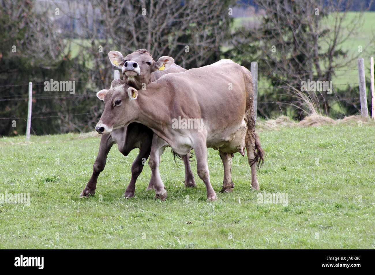 arguing dairy cows Stock Photo - Alamy