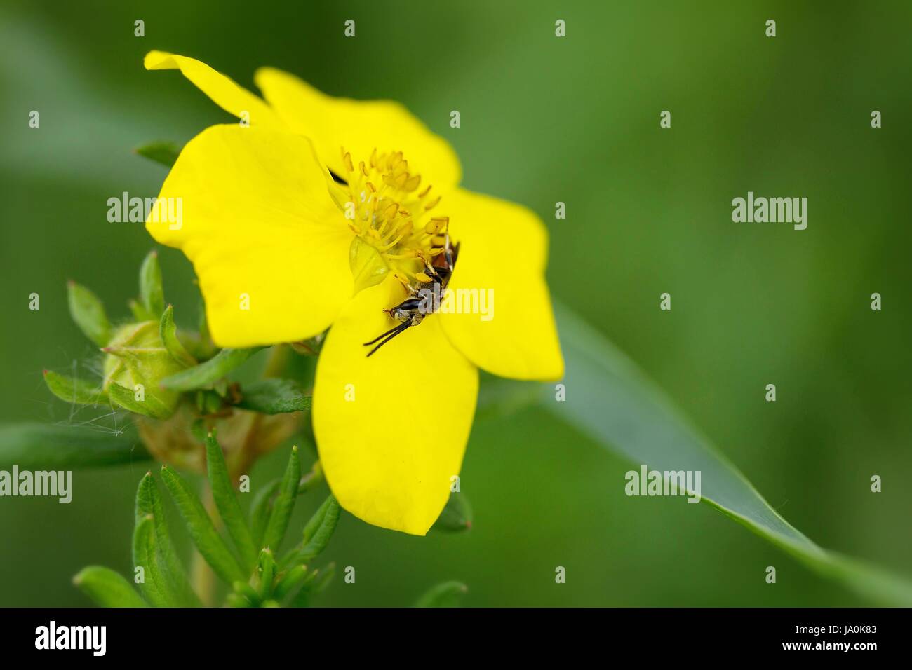 insect, flower, plant, rose, bloom, blossom, flourish, flourishing ...