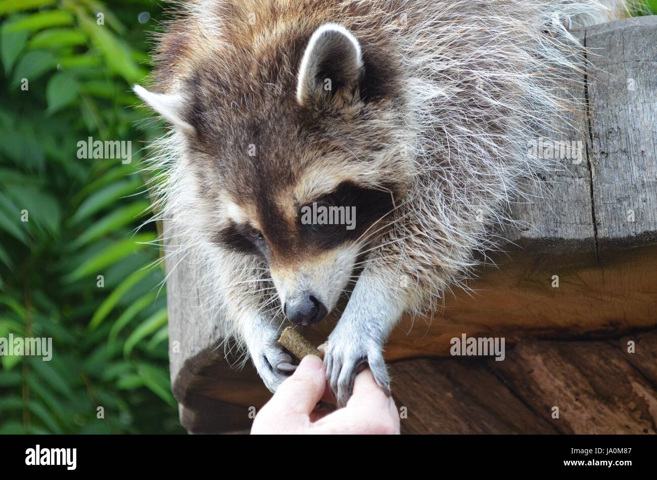 hand, hands, mammal, animals, skin, raccoon, coon, washable, nature ...