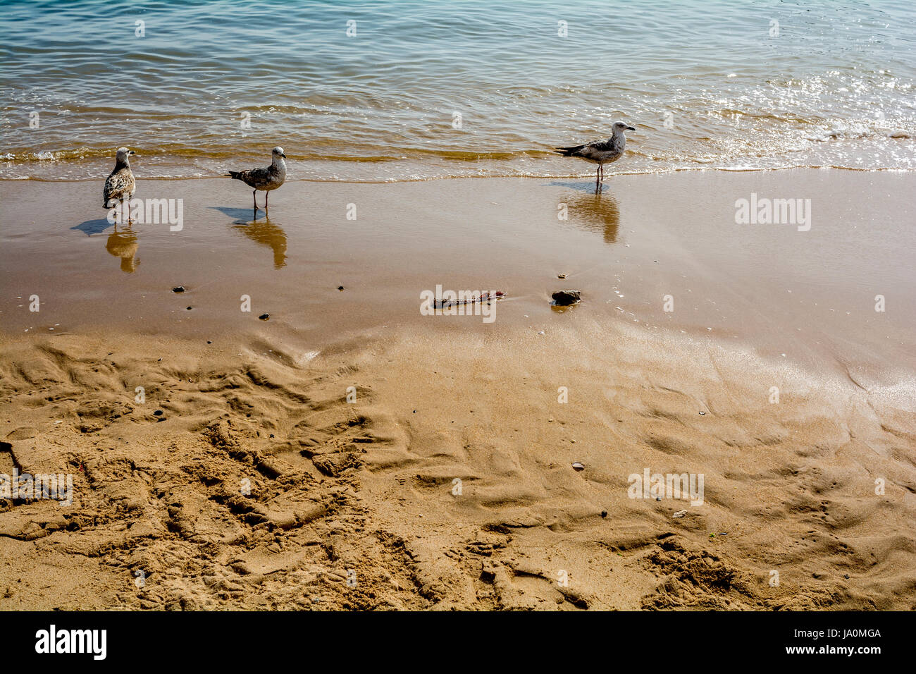 Looking around series. Seagulls at lunch serving Stock Photo - Alamy