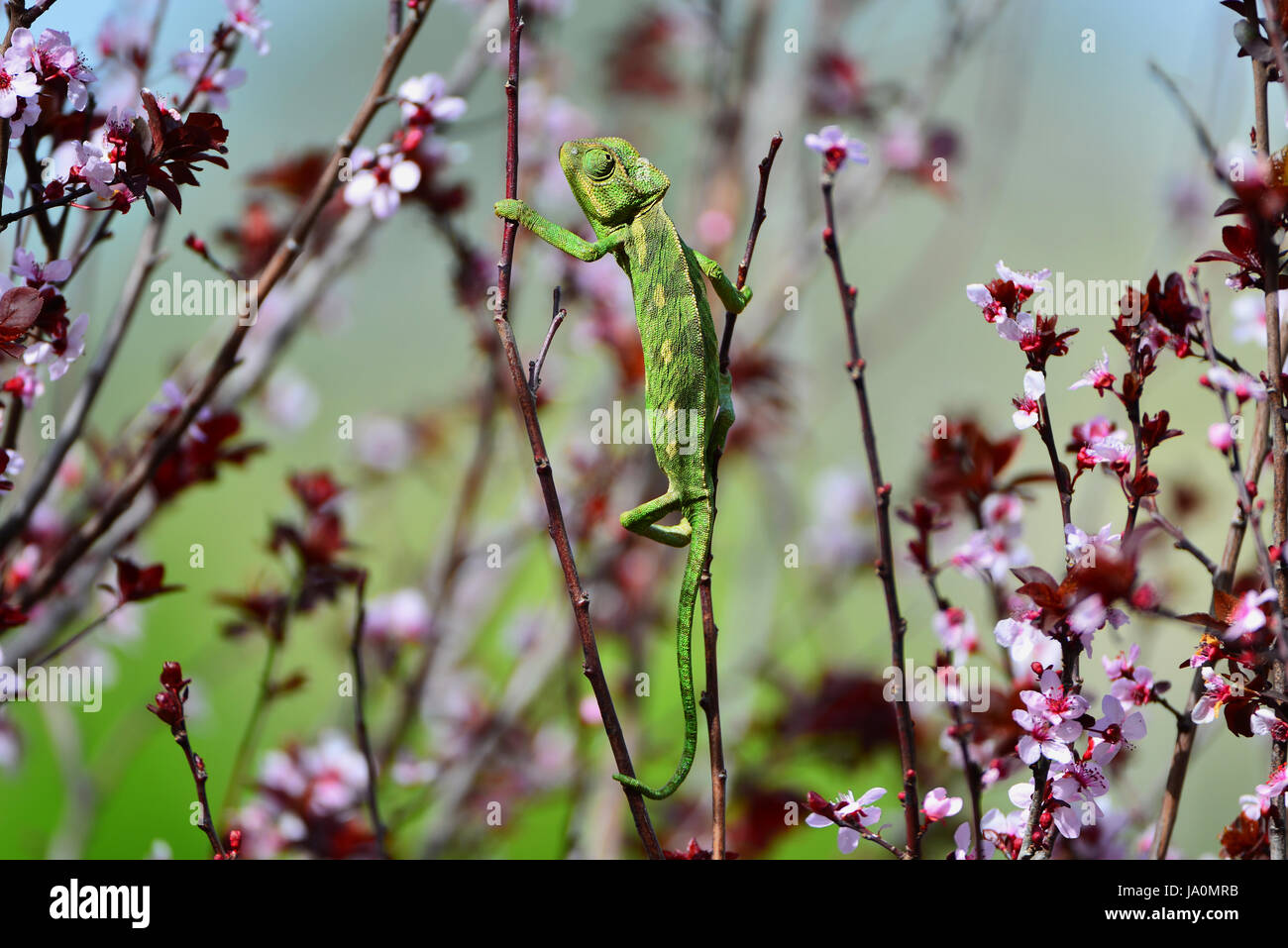 closeup, amphibian, lizard, rise, climb, climbing, ascend, uphill ...
