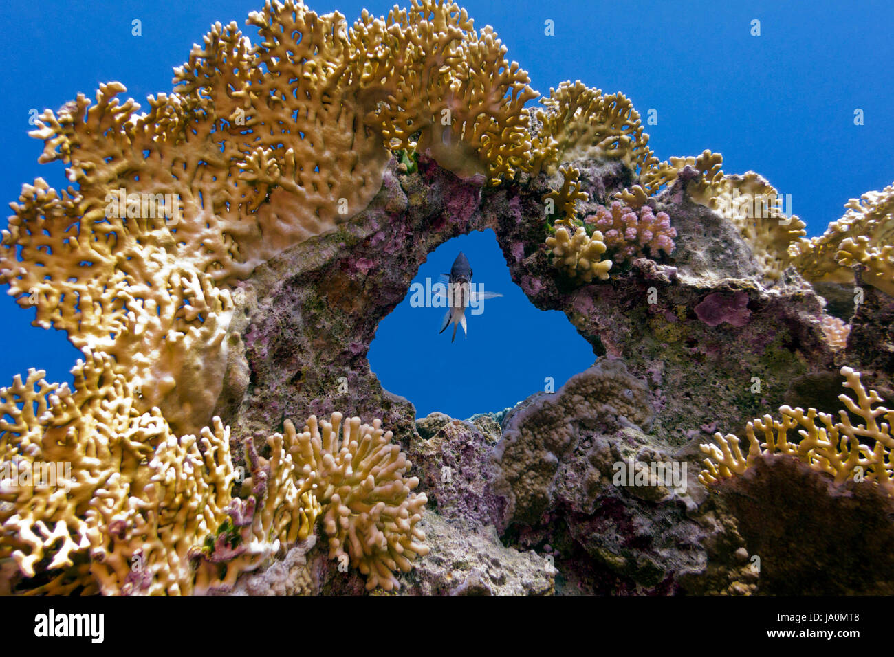 coral reef with great singles coral and exotic fish at the bottom of ...