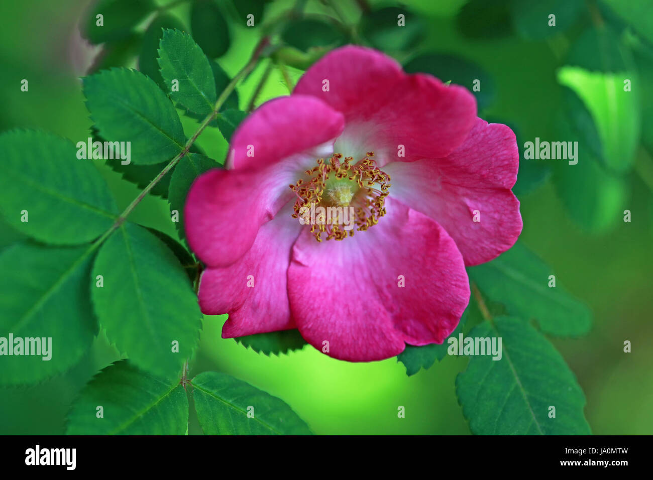 flower, rose, plant, magenta, pink, macro, close-up, macro admission ...