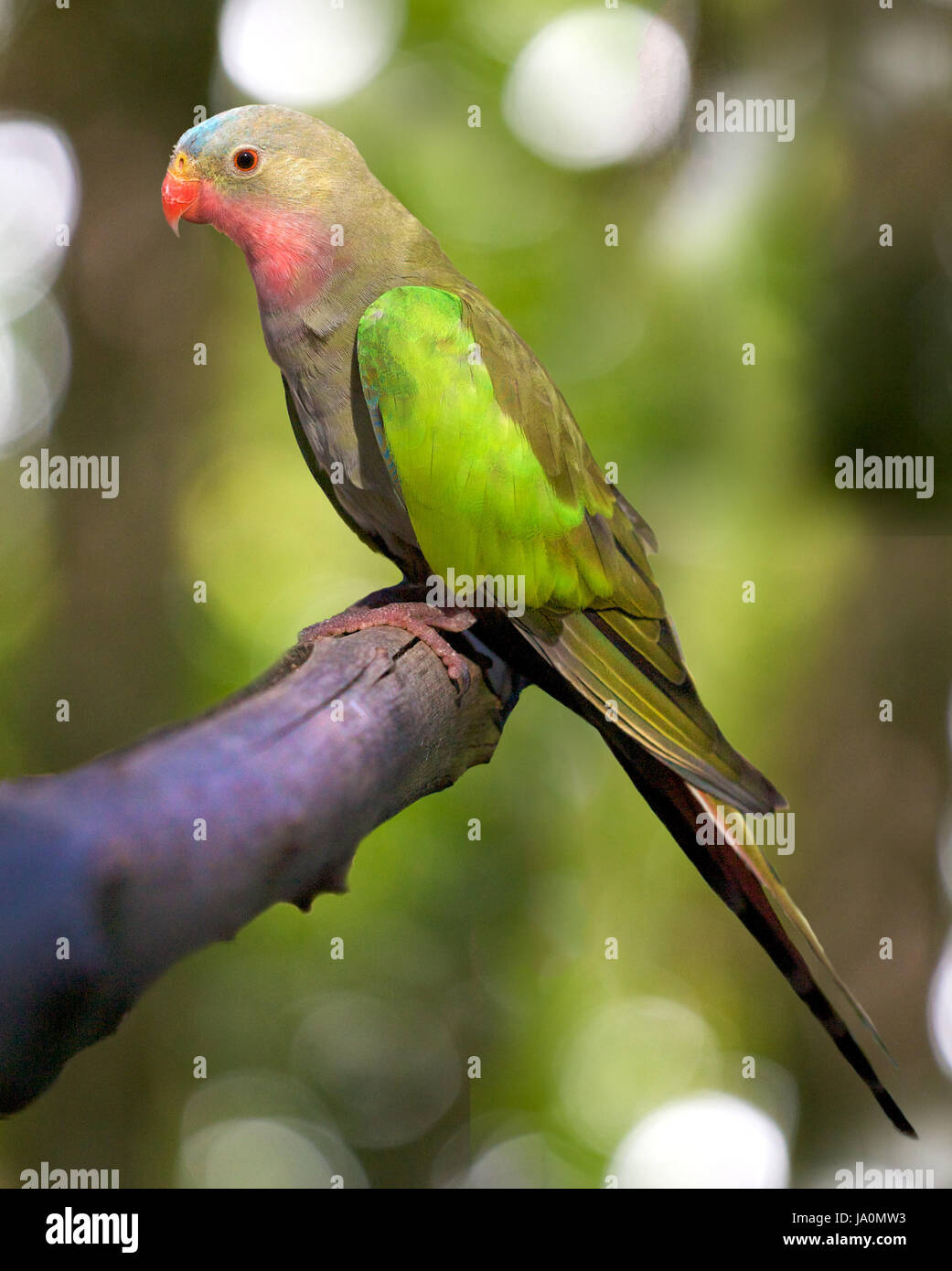 bird, green, parakeet, parrot, nature, blue, beautiful, beauteously ...