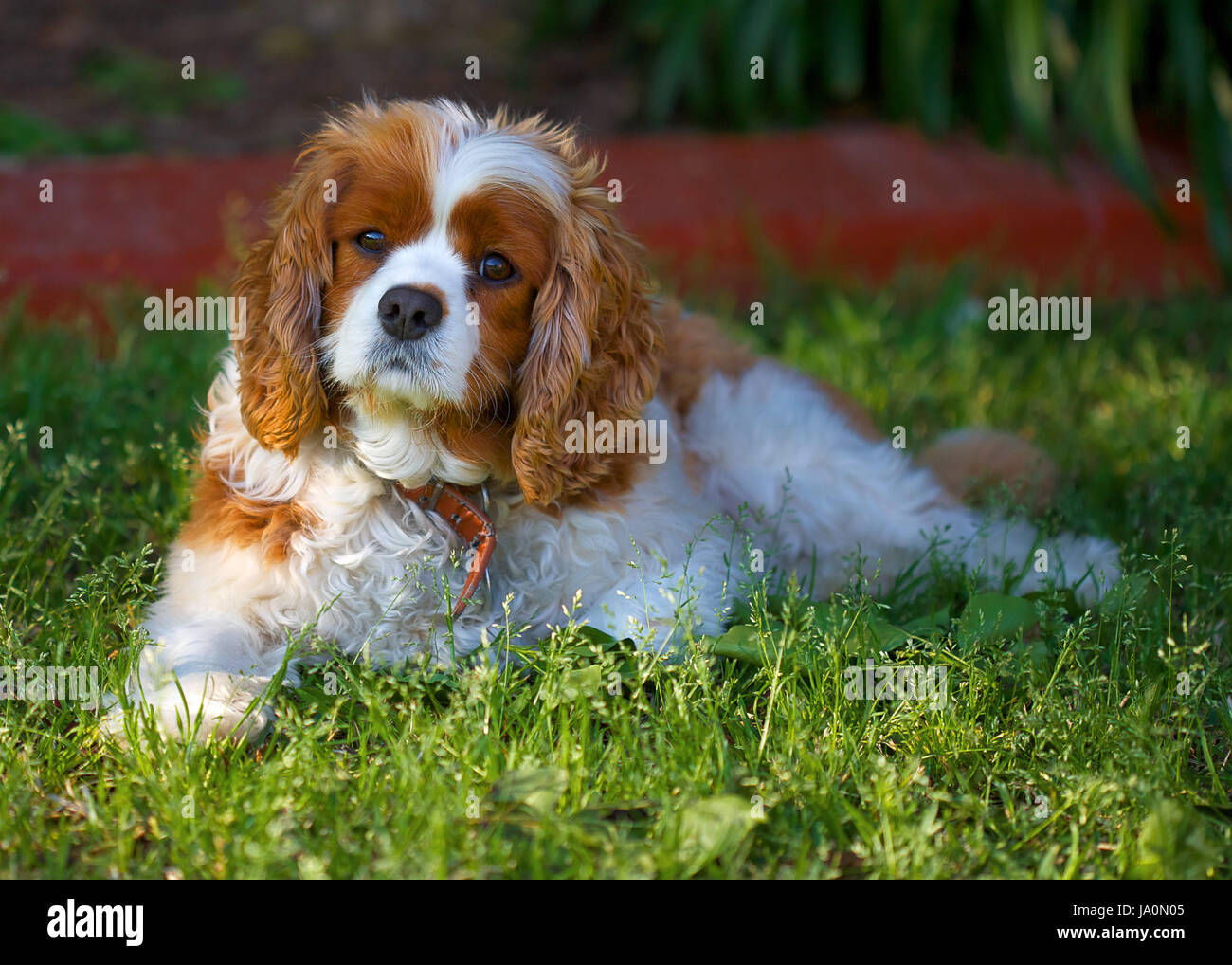 pet, dog, canine, pedigree, gentleman, cavalier, man, blue, beautiful ...