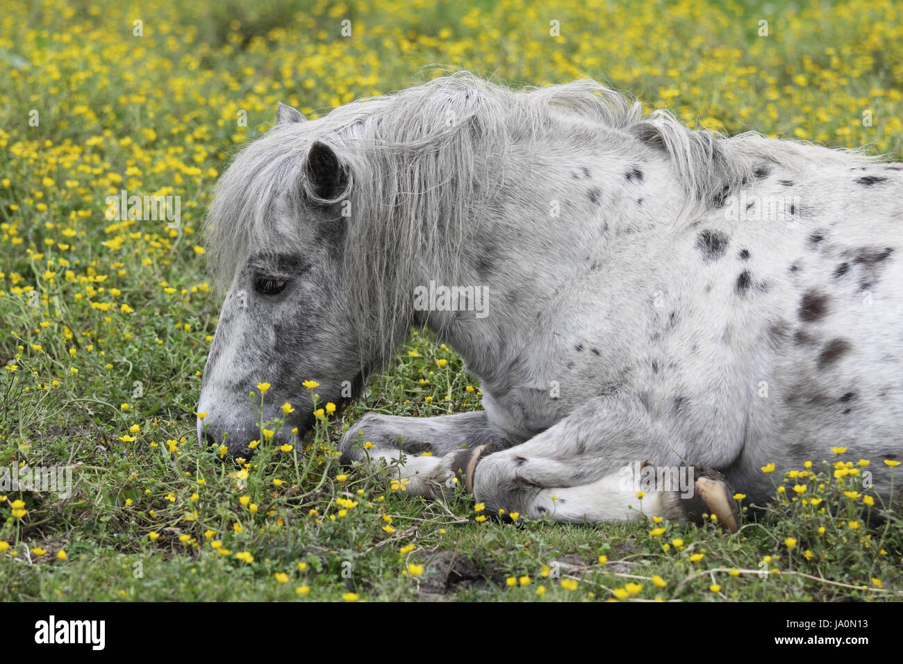 horse, lie, lying, lies, flower meadow, pony, mane, meadow, horse ...