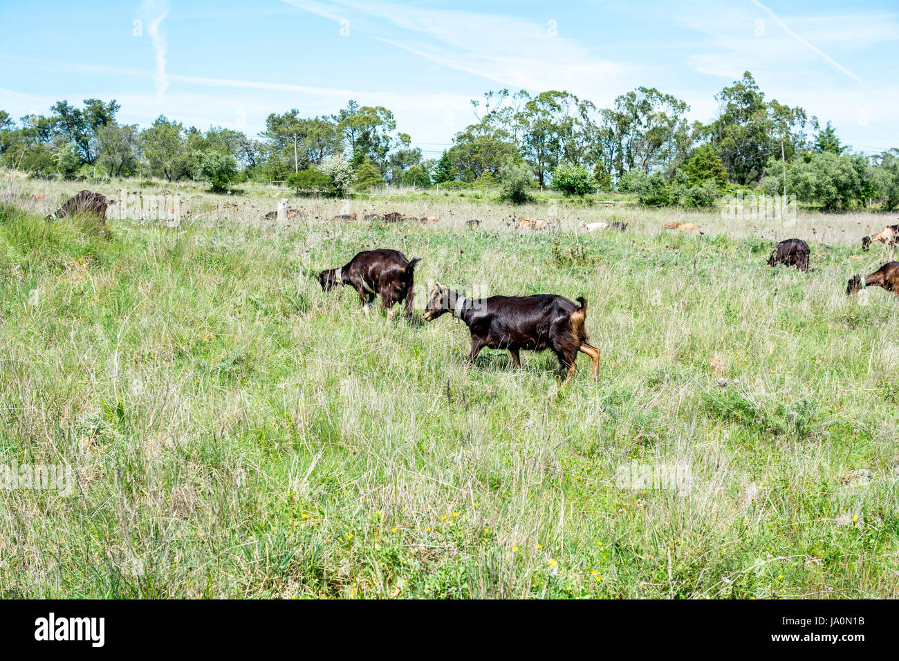 Cute goats hi-res stock photography and images - Alamy