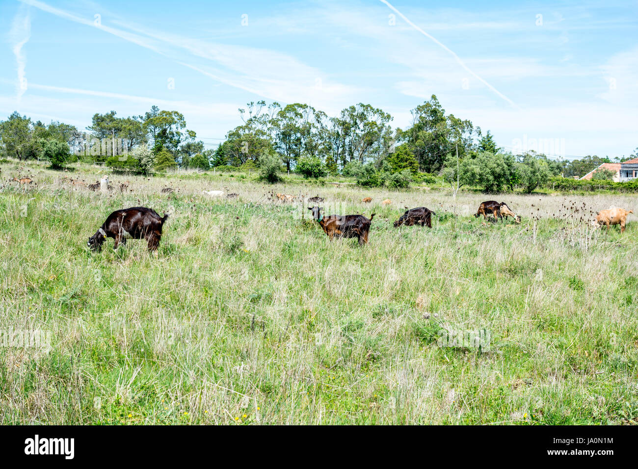 Looking around series. Goats at work cleaning the field off the grass ...