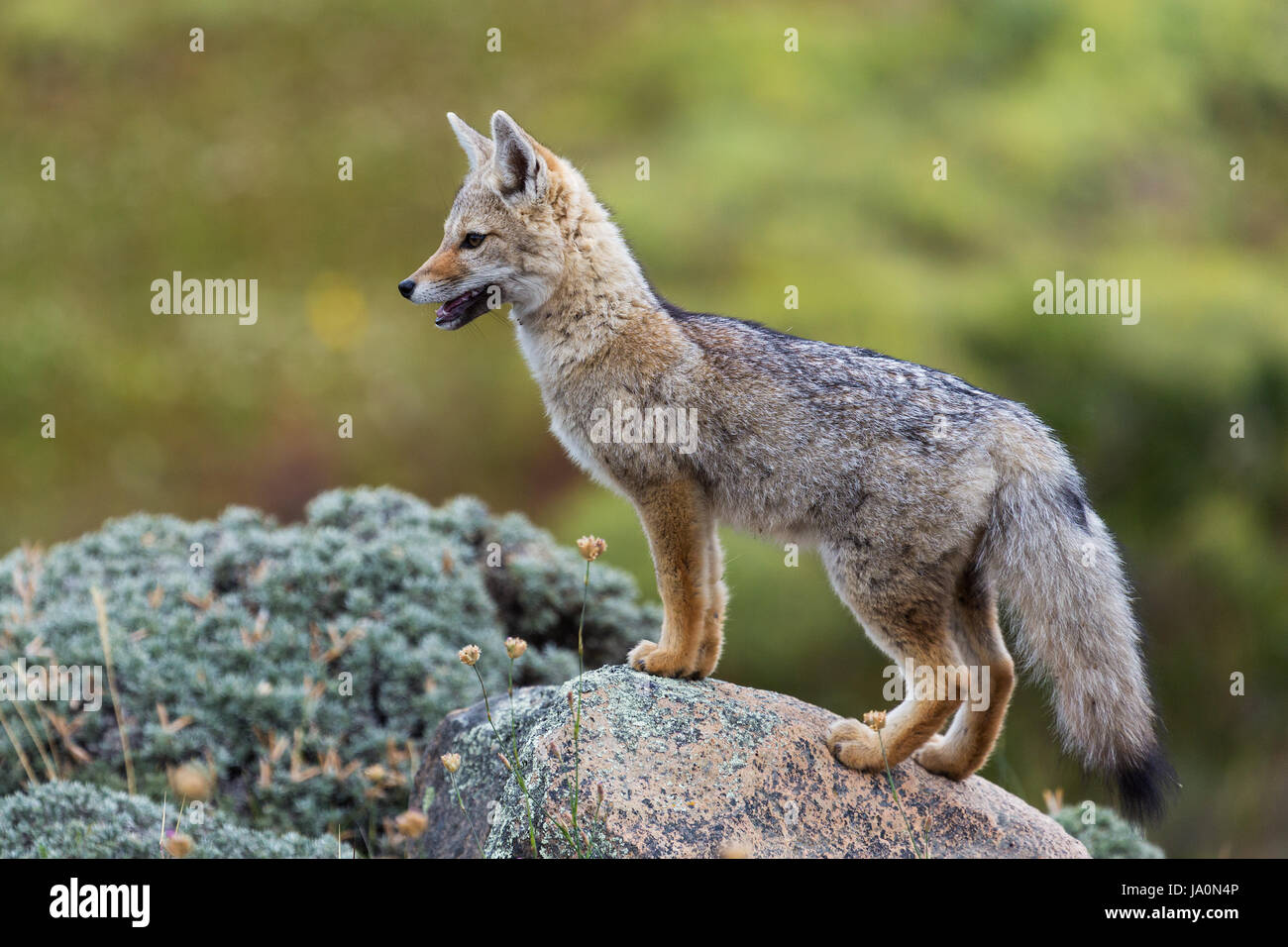 national park, chile, side view, south america, fox, patagonischer ...